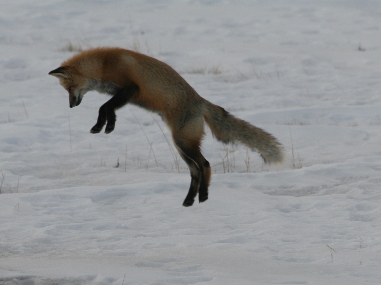 Home - Remington Ranch